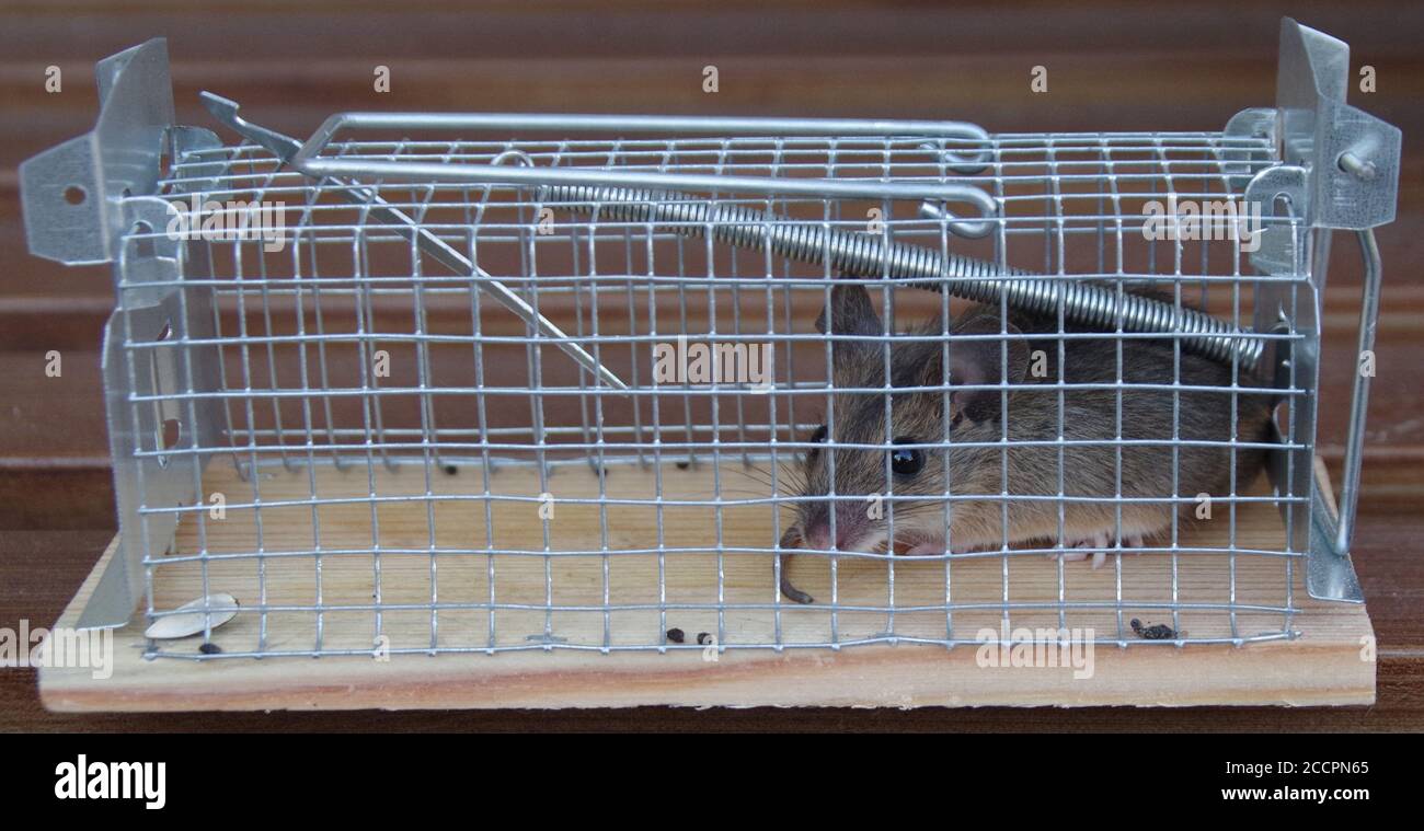 Mouse in a trap Stock Photo - Alamy