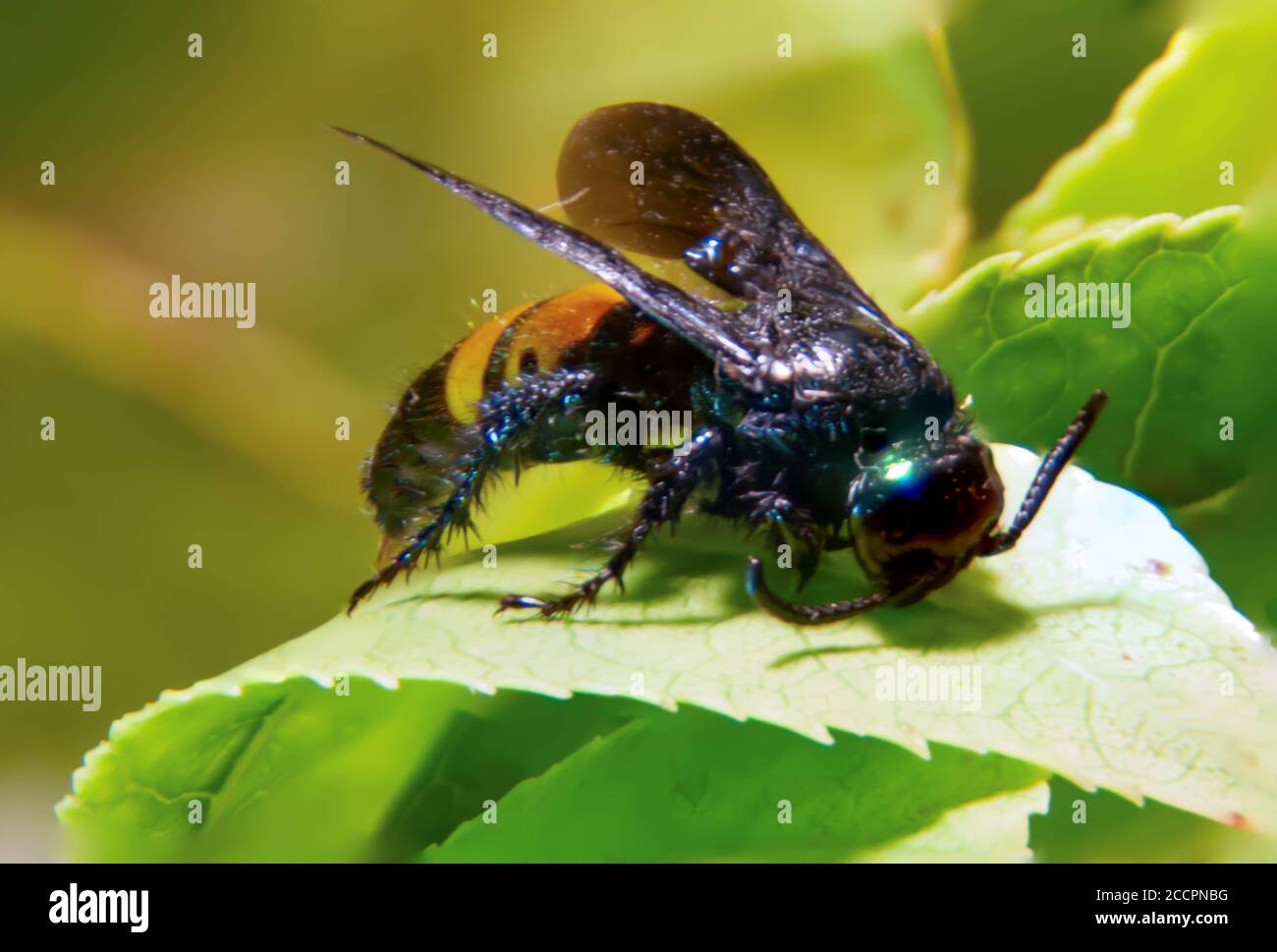 Asian giant hornet bee hi-res stock photography and images - Alamy
