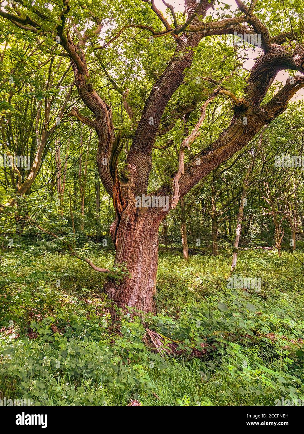 Chatsworth park trees hi-res stock photography and images - Alamy