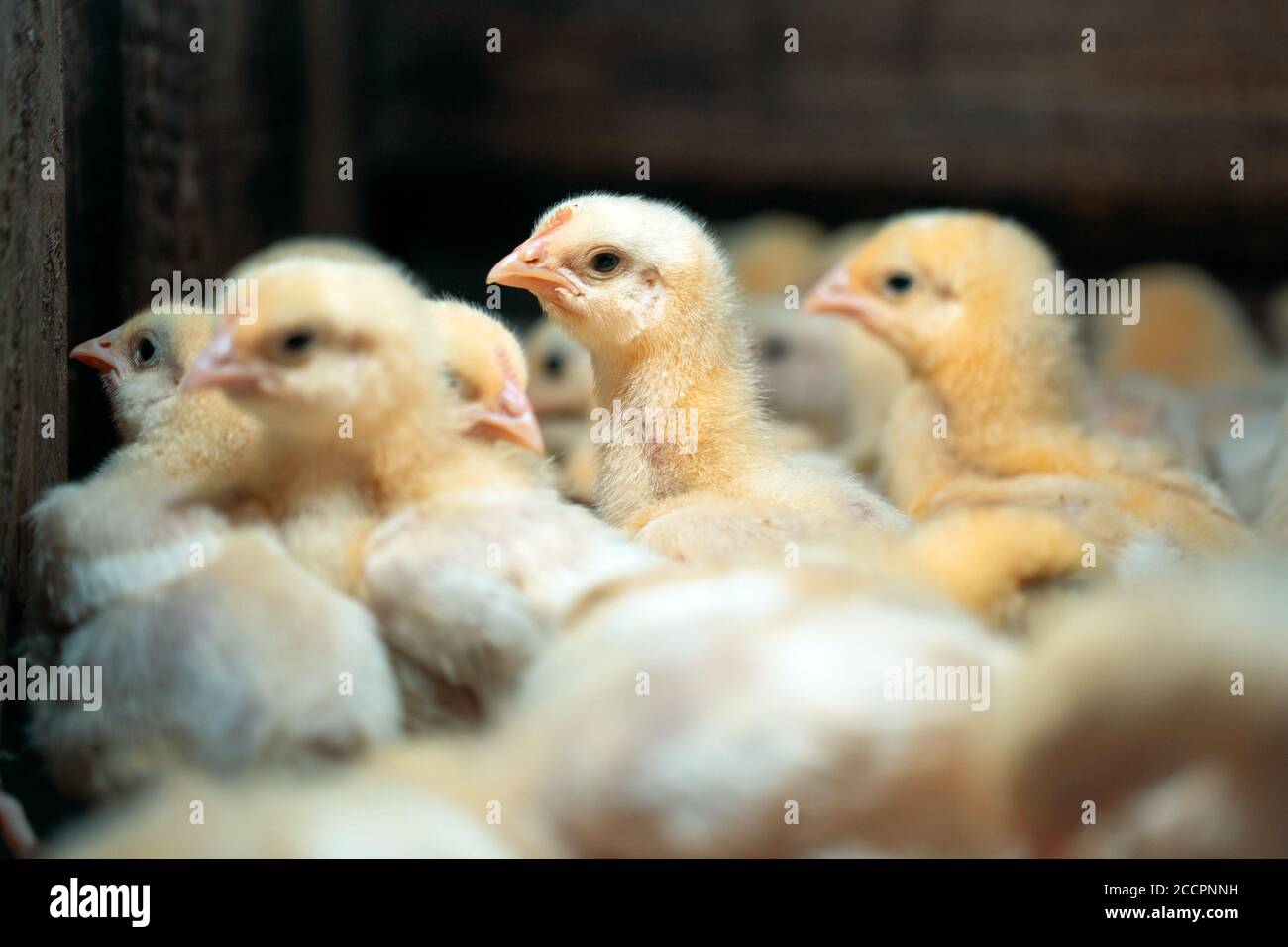 Broiler Chicken Chicks at the poultry farm Stock Photo - Alamy