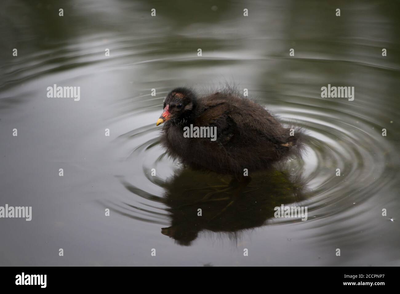 Moorhen chick at Slimbridge Stock Photo - Alamy