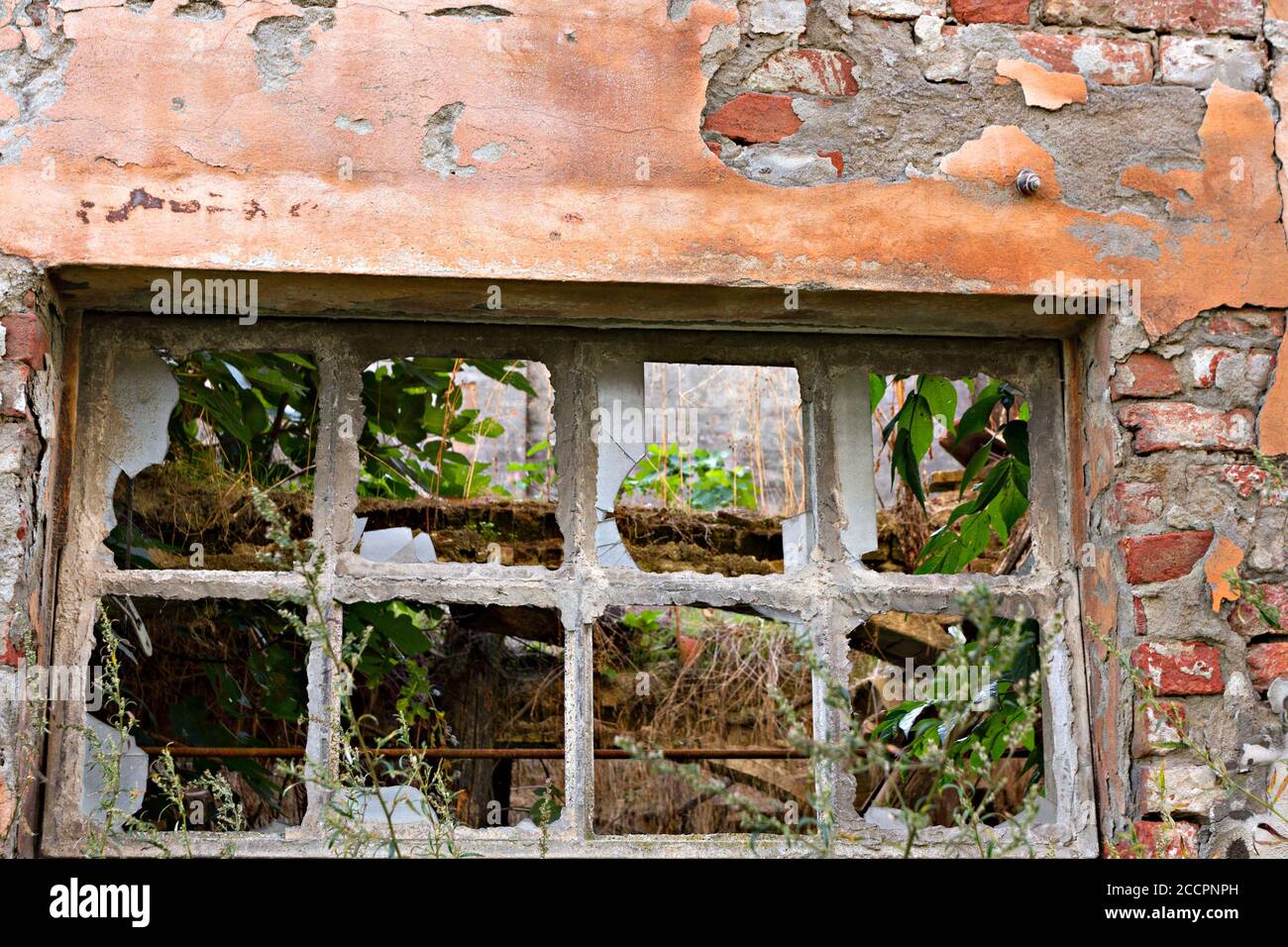 Inside of abandoned building over grown with vegetation seen through a ...