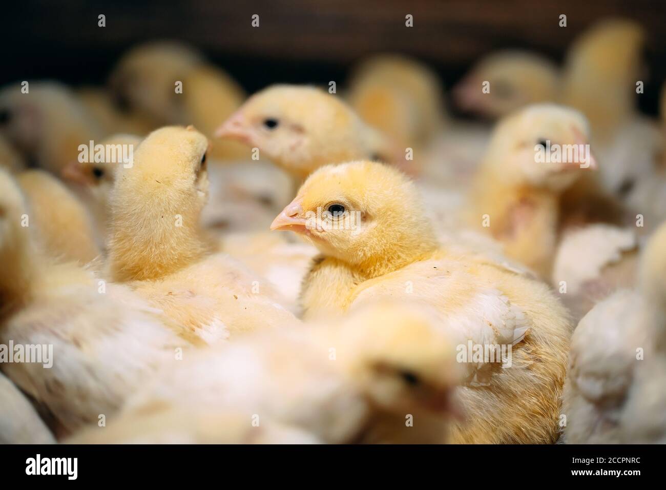 Broiler Chicken Chicks at the poultry farm Stock Photo - Alamy