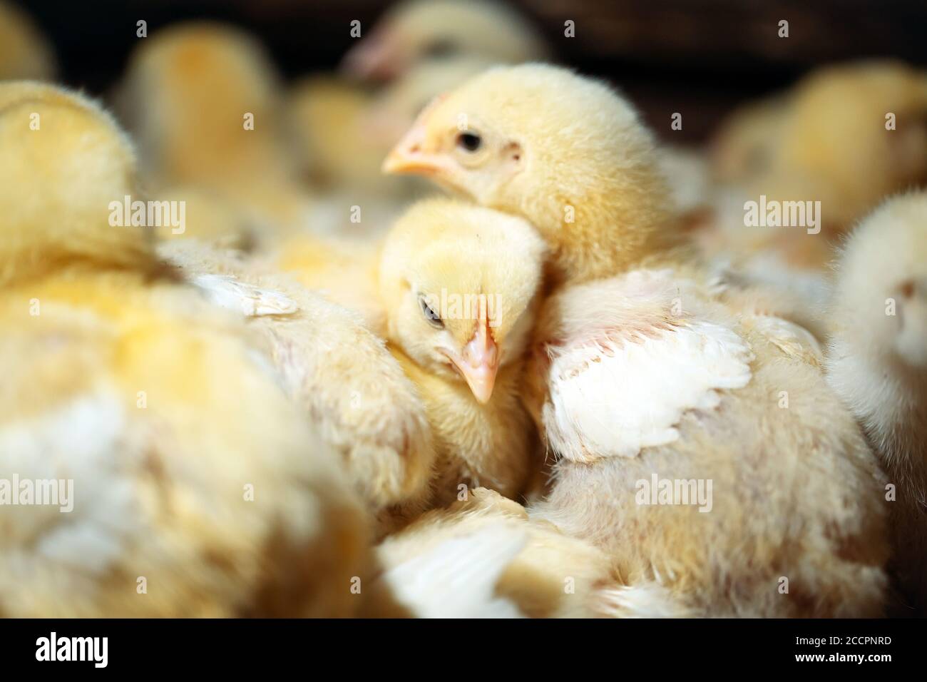 Broiler Chicken Chicks at the poultry farm Stock Photo - Alamy