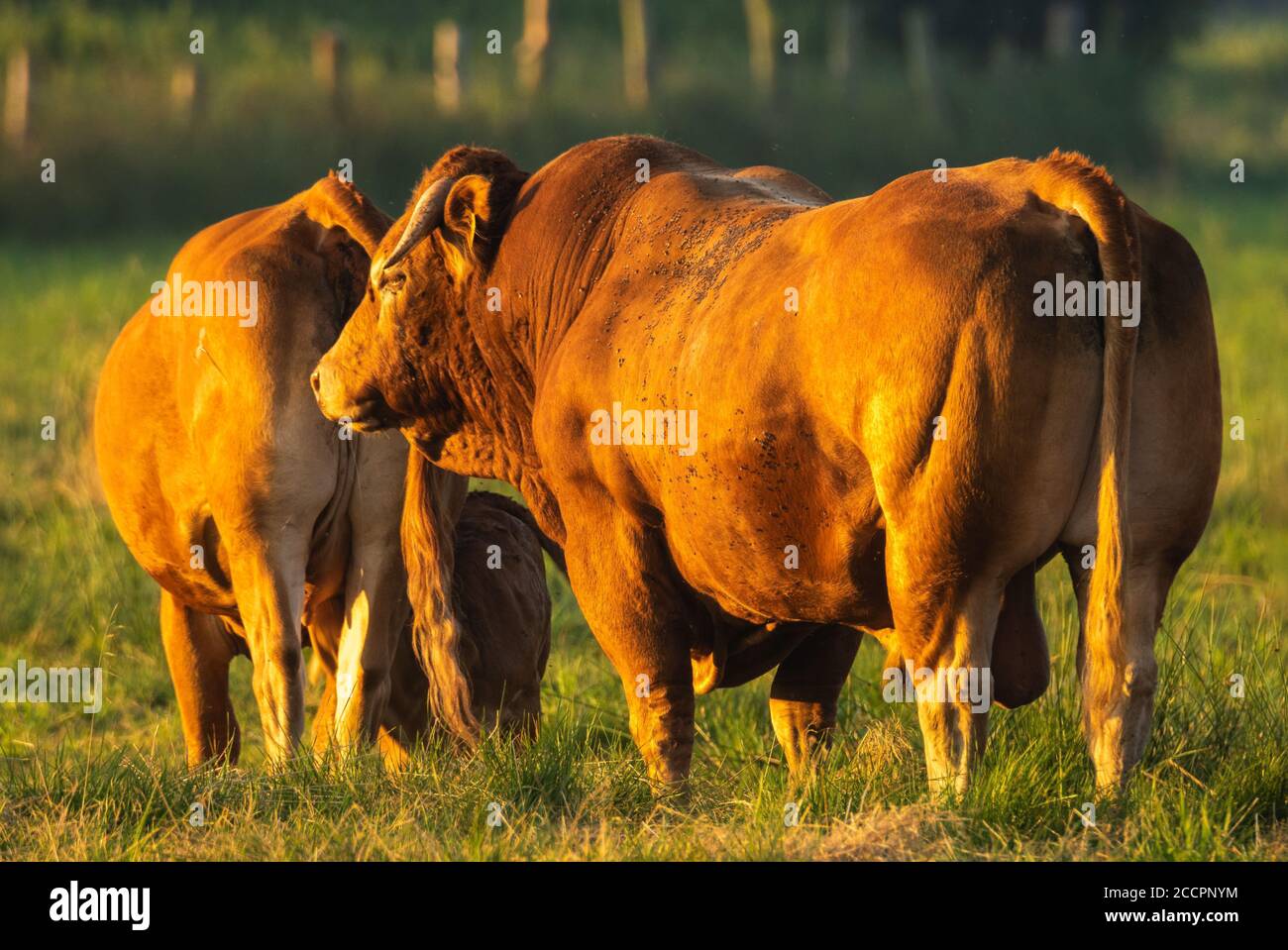 beefy breeding bull in the pasture Stock Photo - Alamy