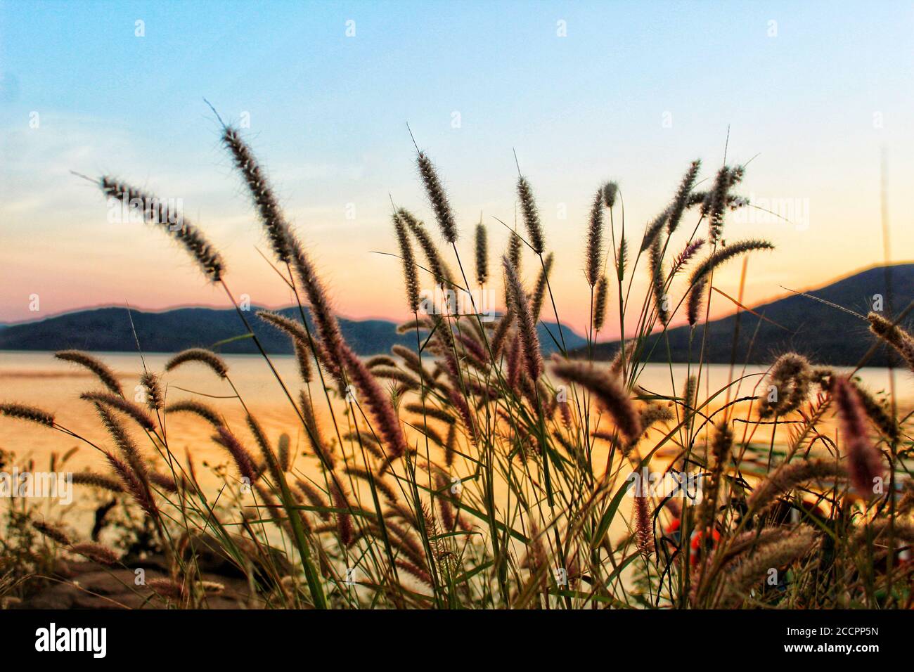 Beautifl wheat grass in dramatic sky at background HD nature wallpaper ...