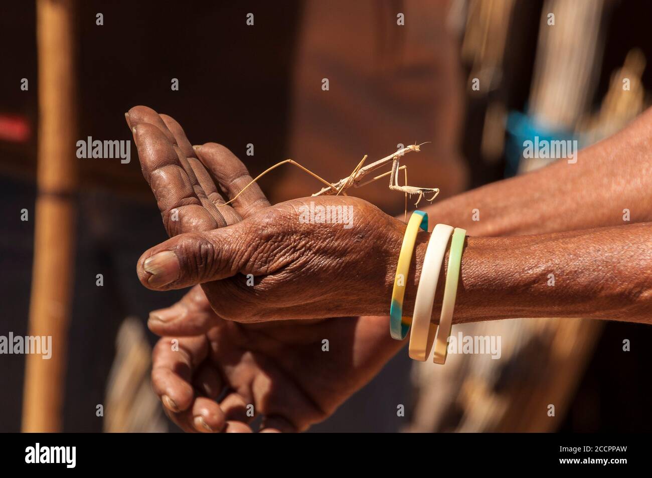 Praying mantis hands hi-res stock photography and images - Alamy