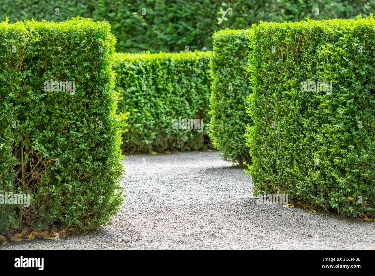 garden with yew hedges england uk Stock Photo - Alamy