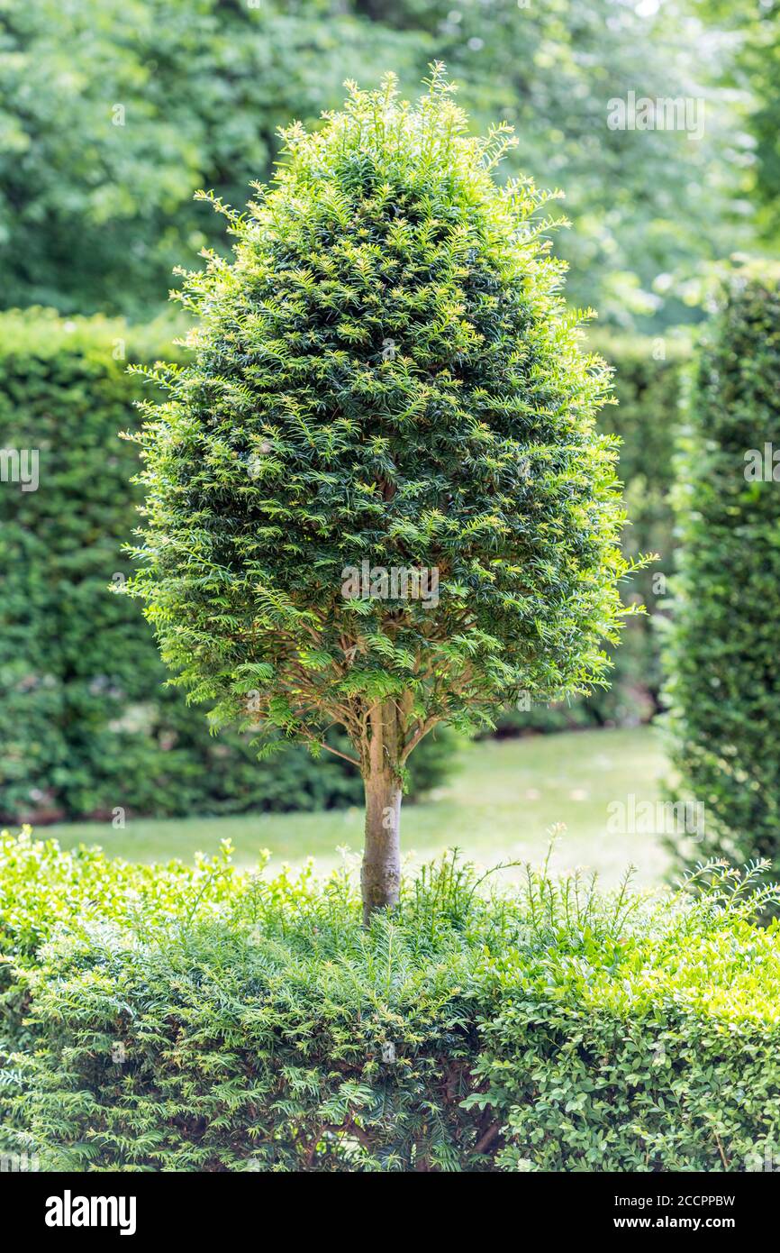 garden with yew hedges england uk Stock Photo - Alamy