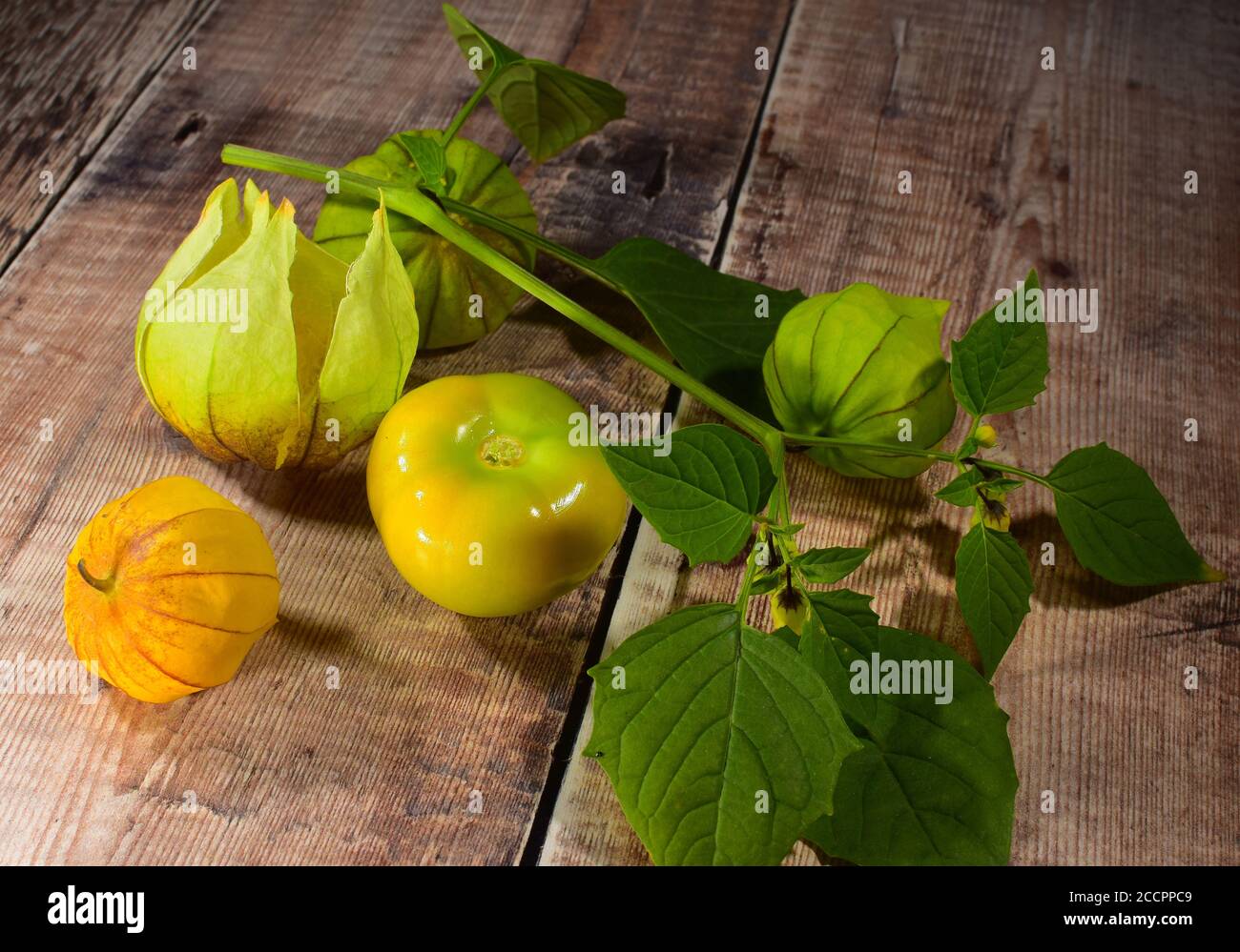 Tomatillo Plant Fruit Stock Photo - Alamy