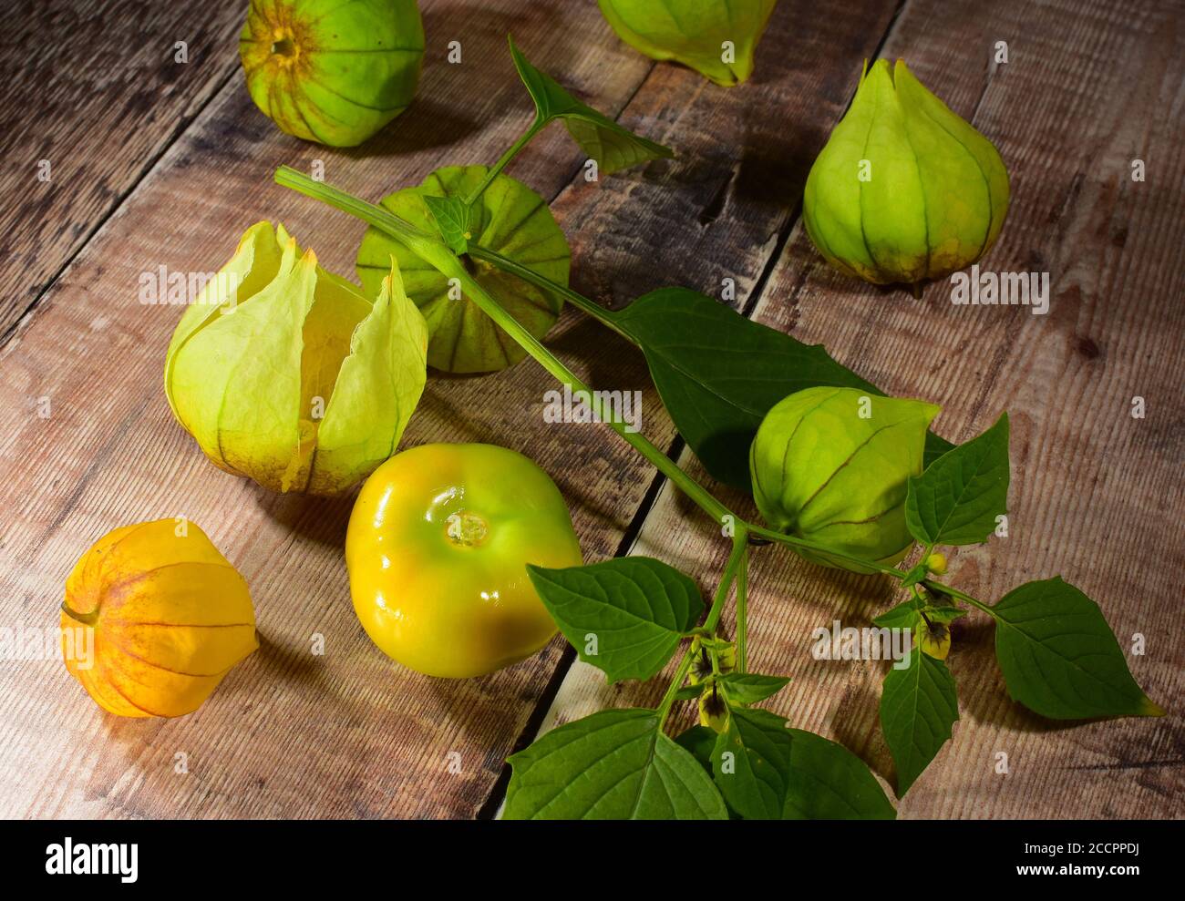 Tomatillo Plant Fruit Stock Photo - Alamy