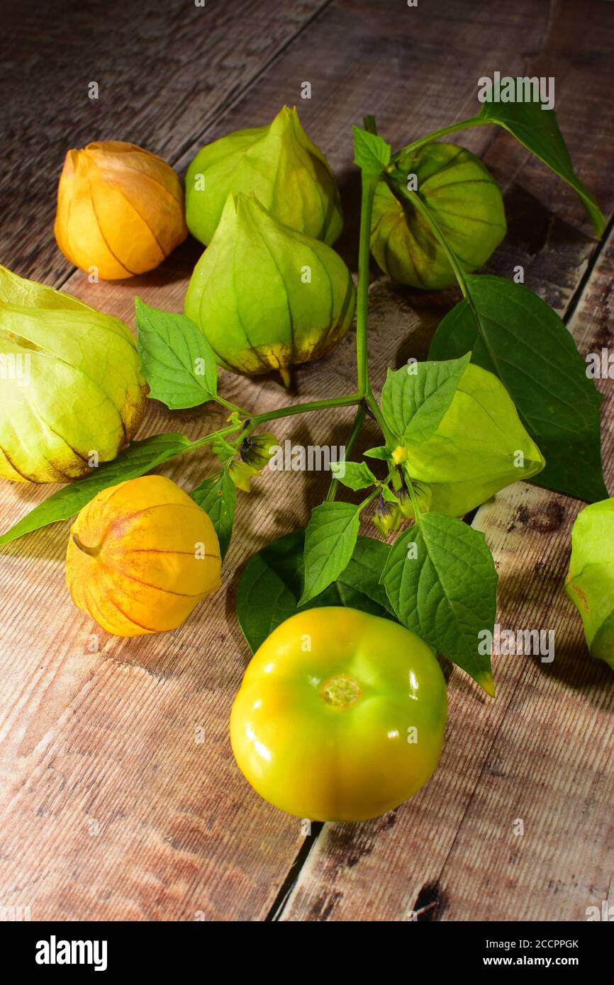 Picked tomatillo hi-res stock photography and images - Alamy
