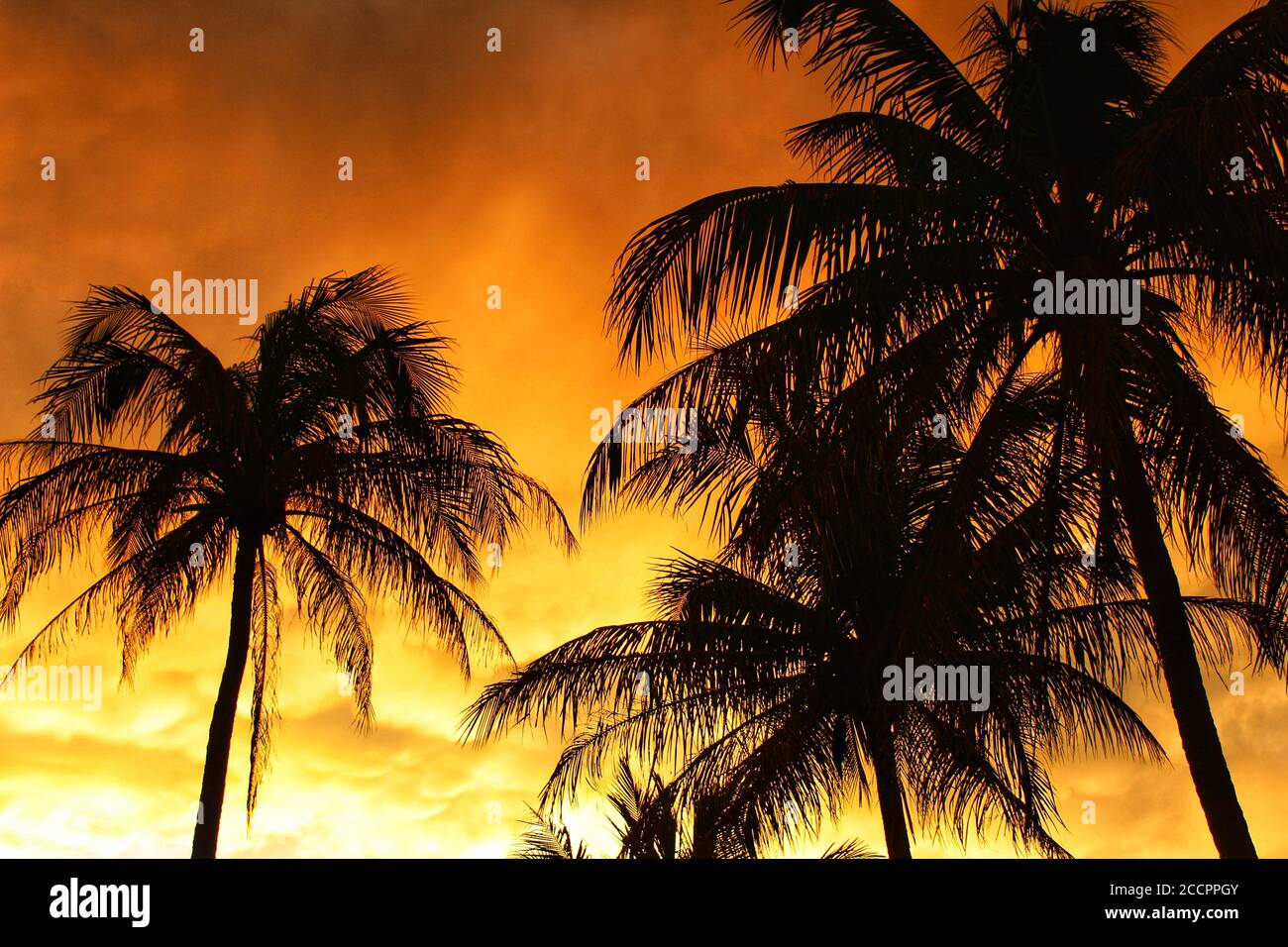 beautiful coconut trees in nice orange sky Stock Photo - Alamy