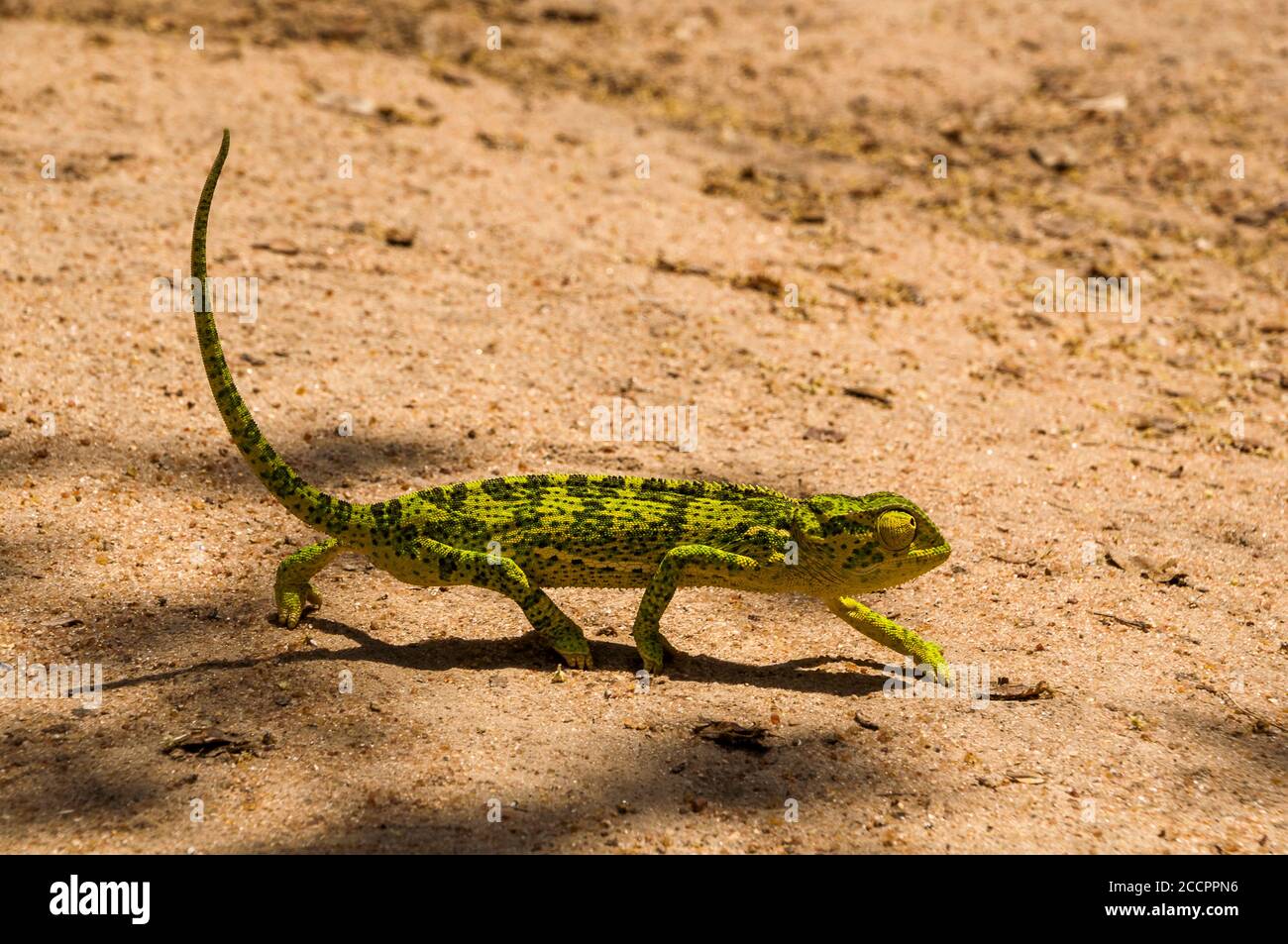 Chameleon walking hi-res stock photography and images - Alamy