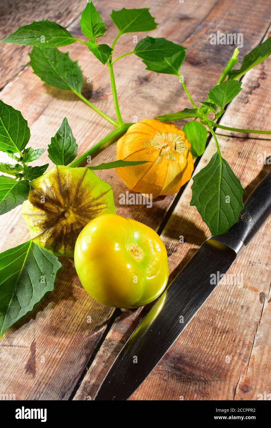 Tomatillo fruit plant hi-res stock photography and images - Alamy