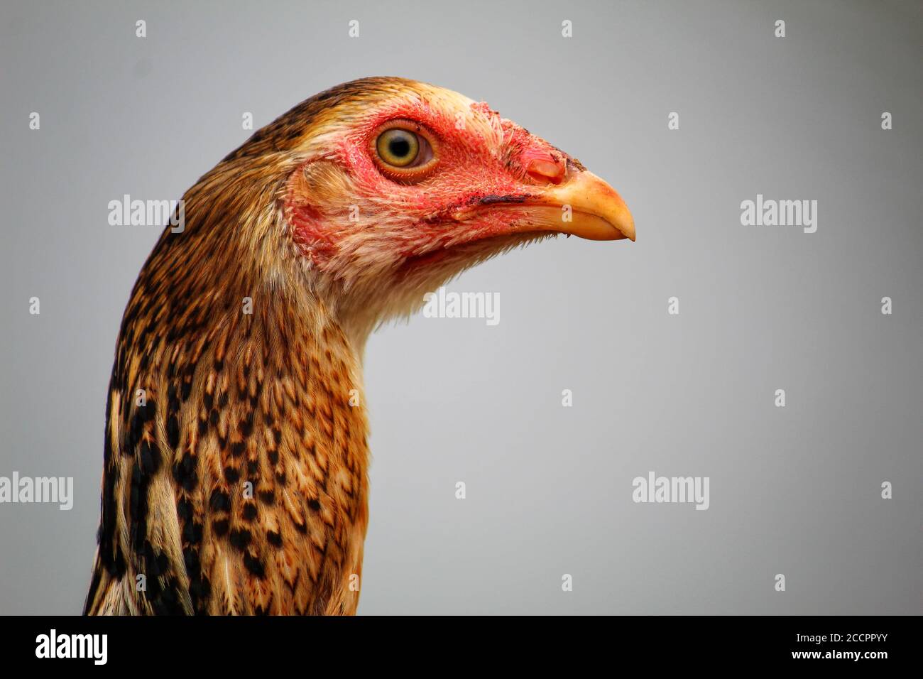 chicken bird head close up in beautiful blurred background Stock Photo ...