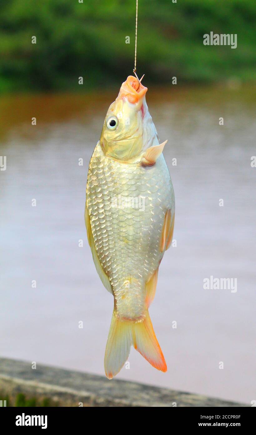 Common carp fish caught with hok and line for fish curry preparation ...