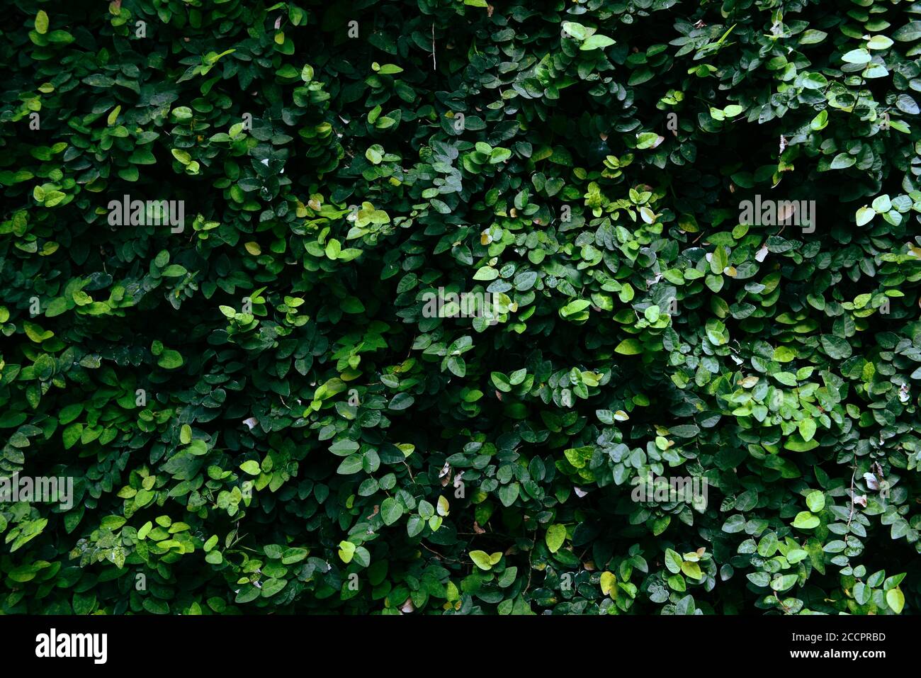 Green leaves texture background / Natural green plant wall or small ...