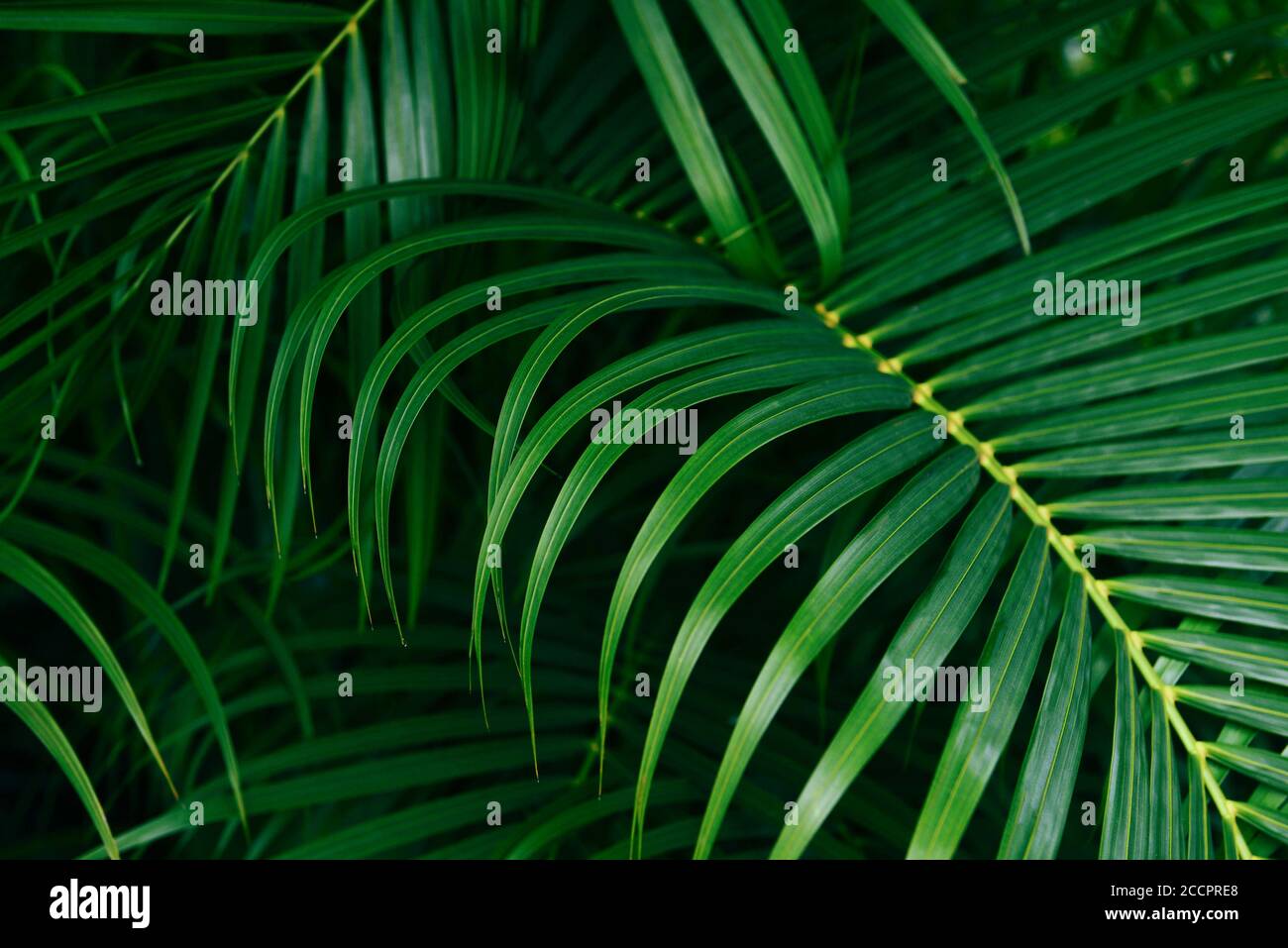 Plam tree wallpaper hi-res stock photography and images - Alamy