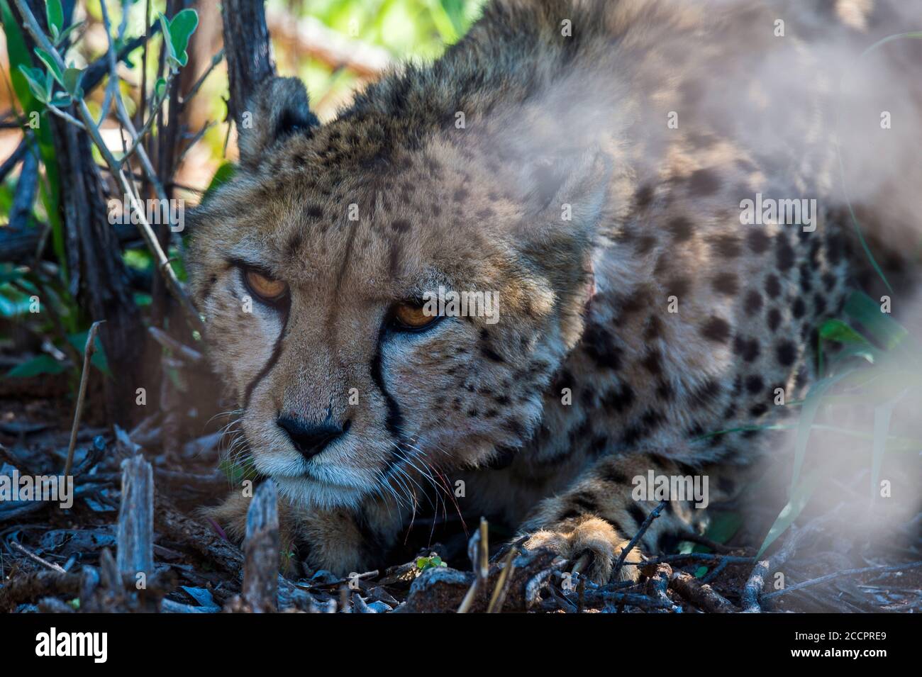 Cheetah chasing hi-res stock photography and images - Alamy
