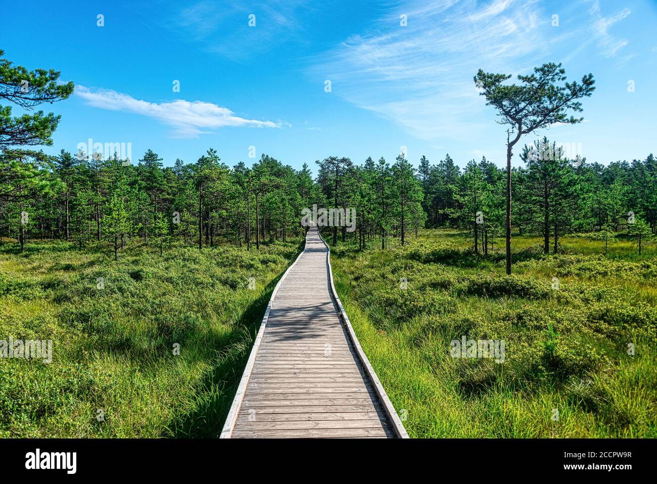 Viru bog trail hi-res stock photography and images - Alamy