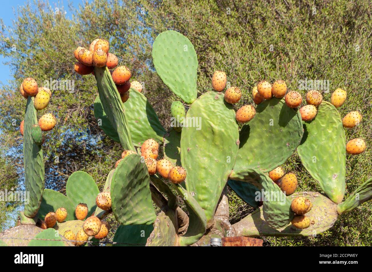 Image of a prickly pear tree with prickly pears. Island of Mallorca ...