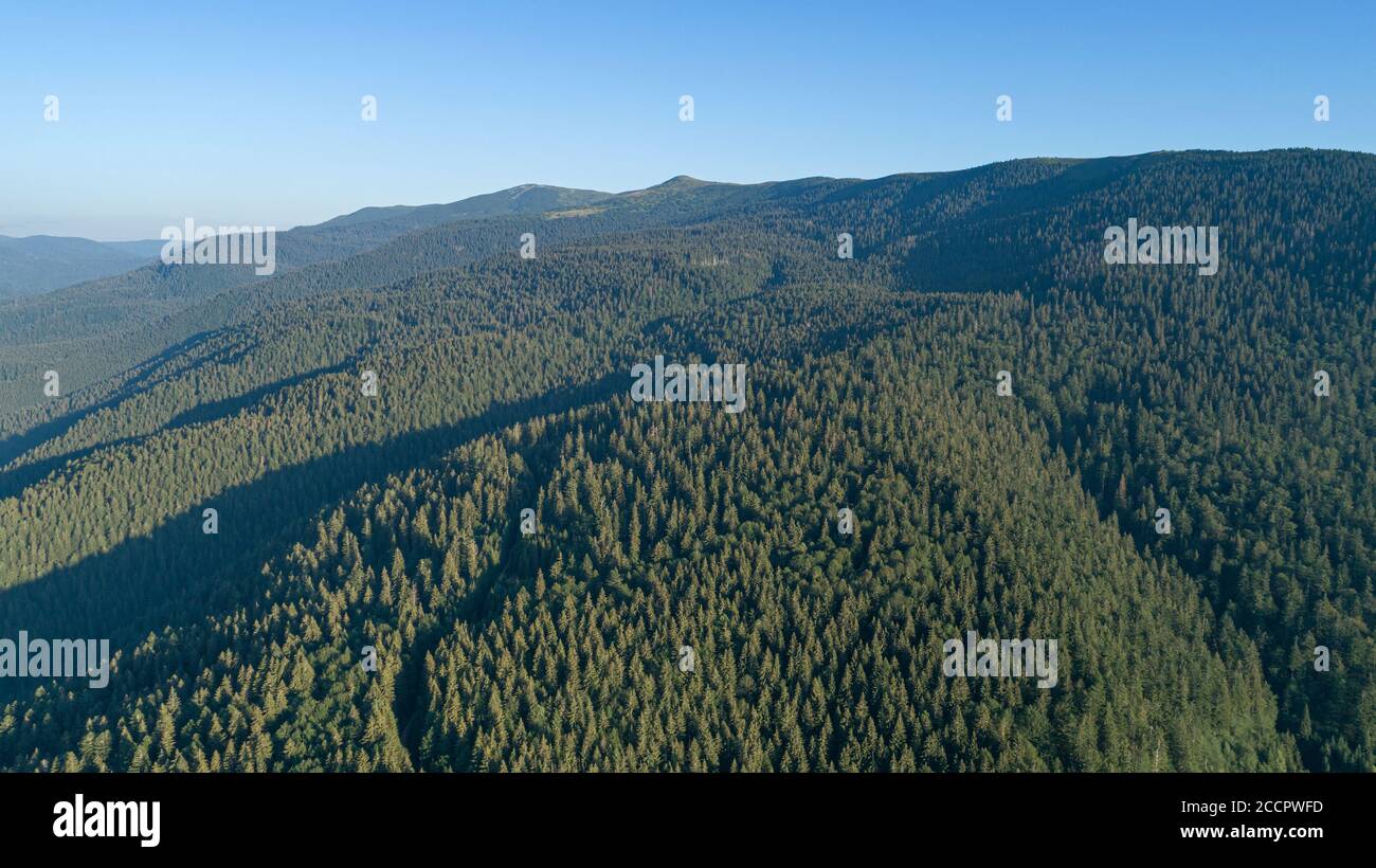 High trees pine on hi-res stock photography and images - Alamy