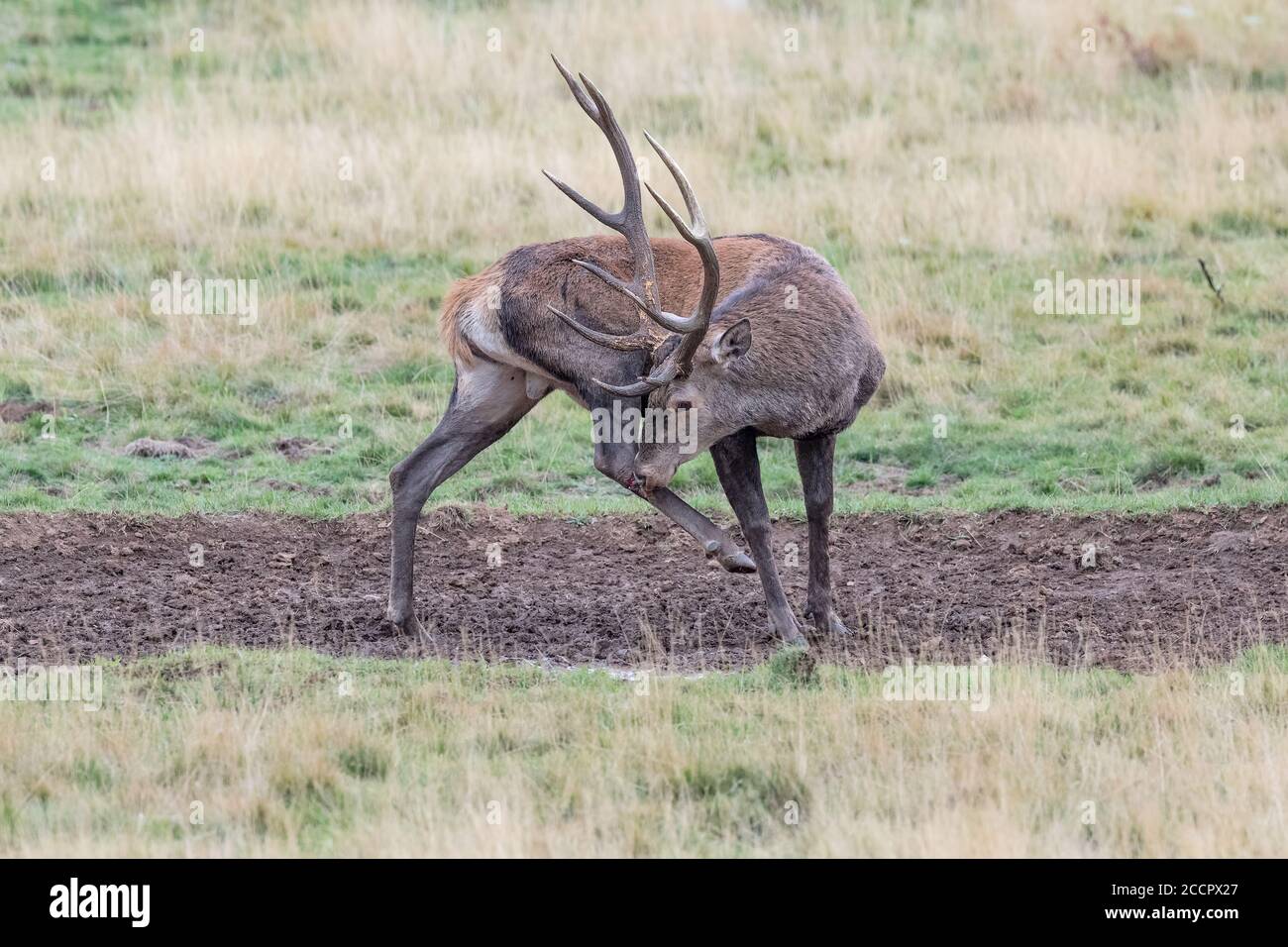 Wounded deer hi-res stock photography and images - Alamy