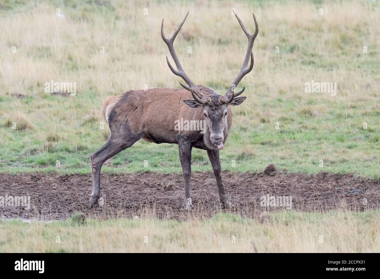 The wounded deer hi-res stock photography and images - Alamy