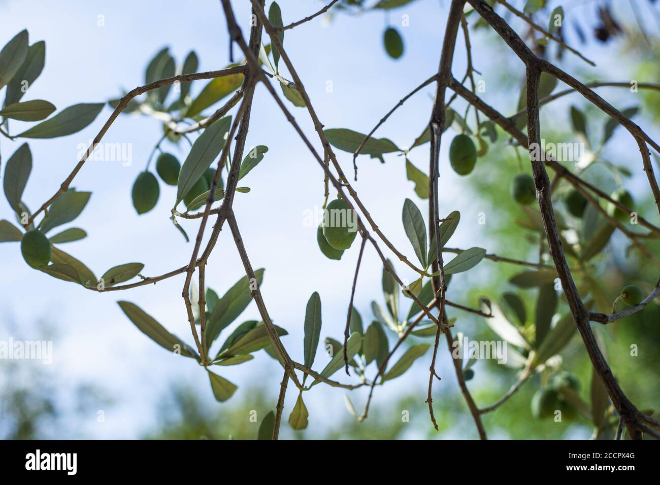Olive trees and branches with still unripe olives in August Stock Photo ...