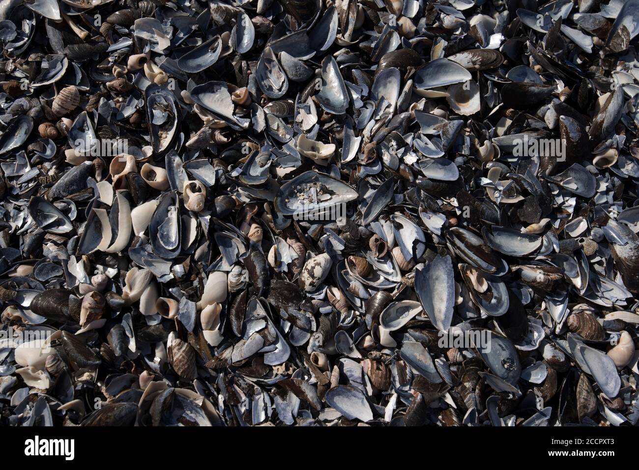 Mussel shells hi-res stock photography and images - Alamy