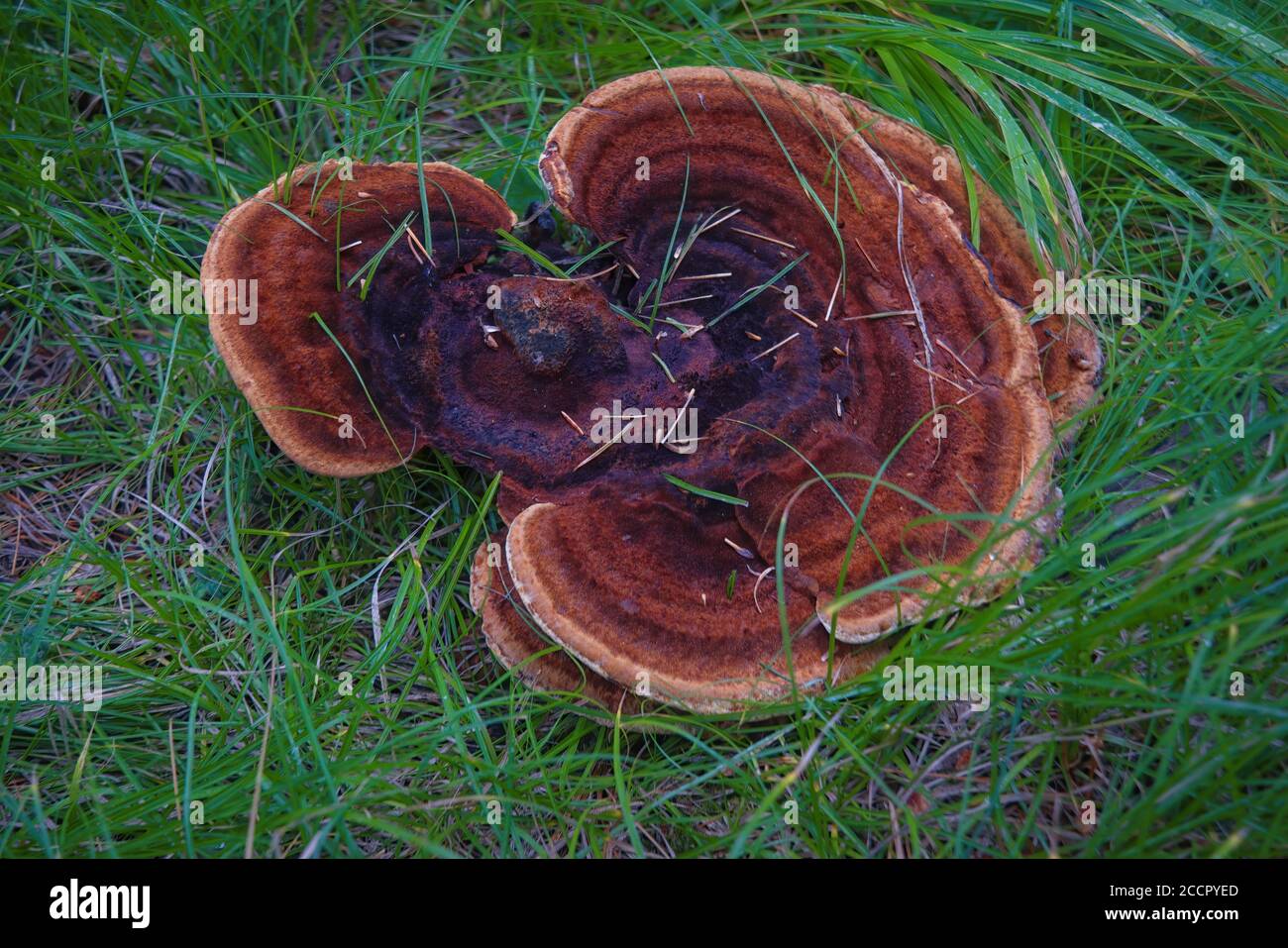 Fruit bodies of Ganoderma lucidum on the trunk of a tree Stock Photo ...