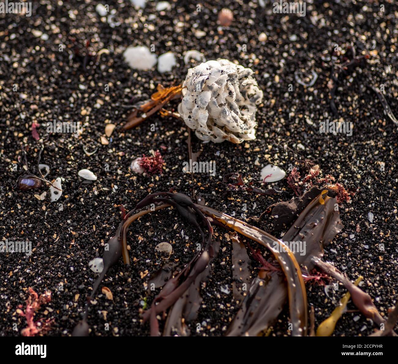 Beach pebbles coast iceland hi-res stock photography and images - Alamy