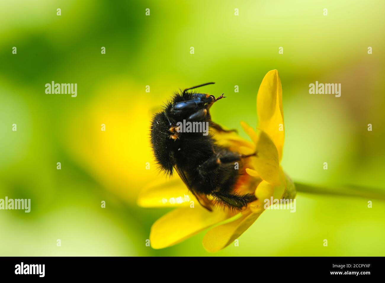 Cute Fuzzy Bumble Bee