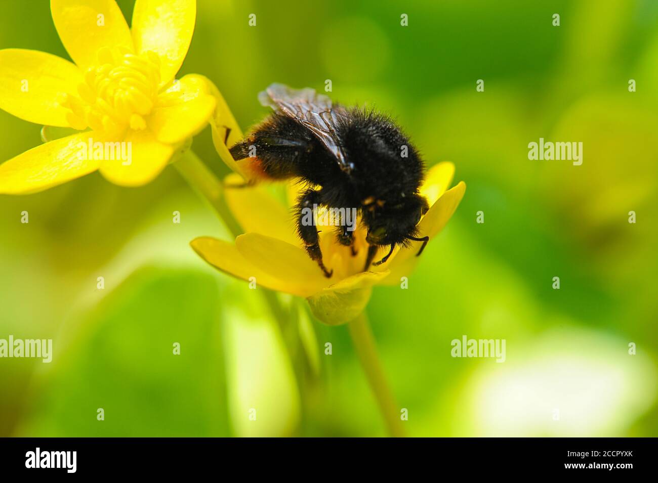 Cute bumblebee hi-res stock photography and images - Alamy