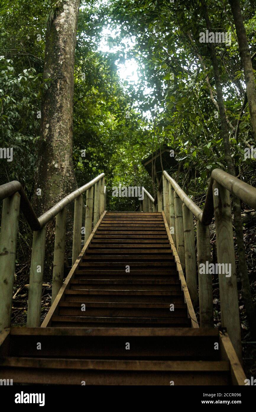 Vertical shot of wooden stairs in a forest surrounded by beautiful ...
