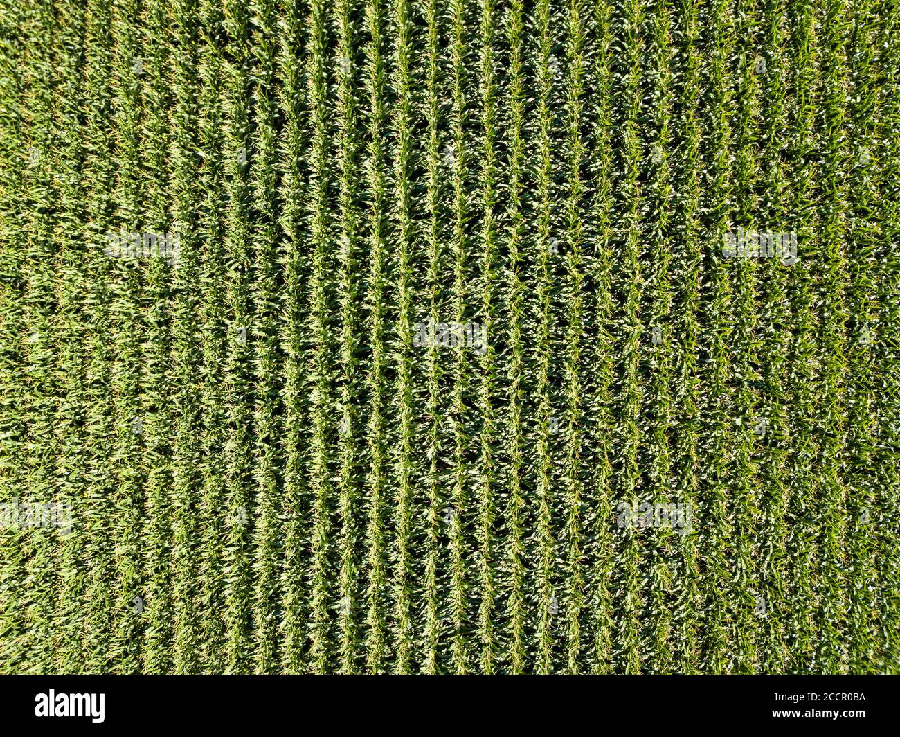Corn field aerial view Stock Photo - Alamy