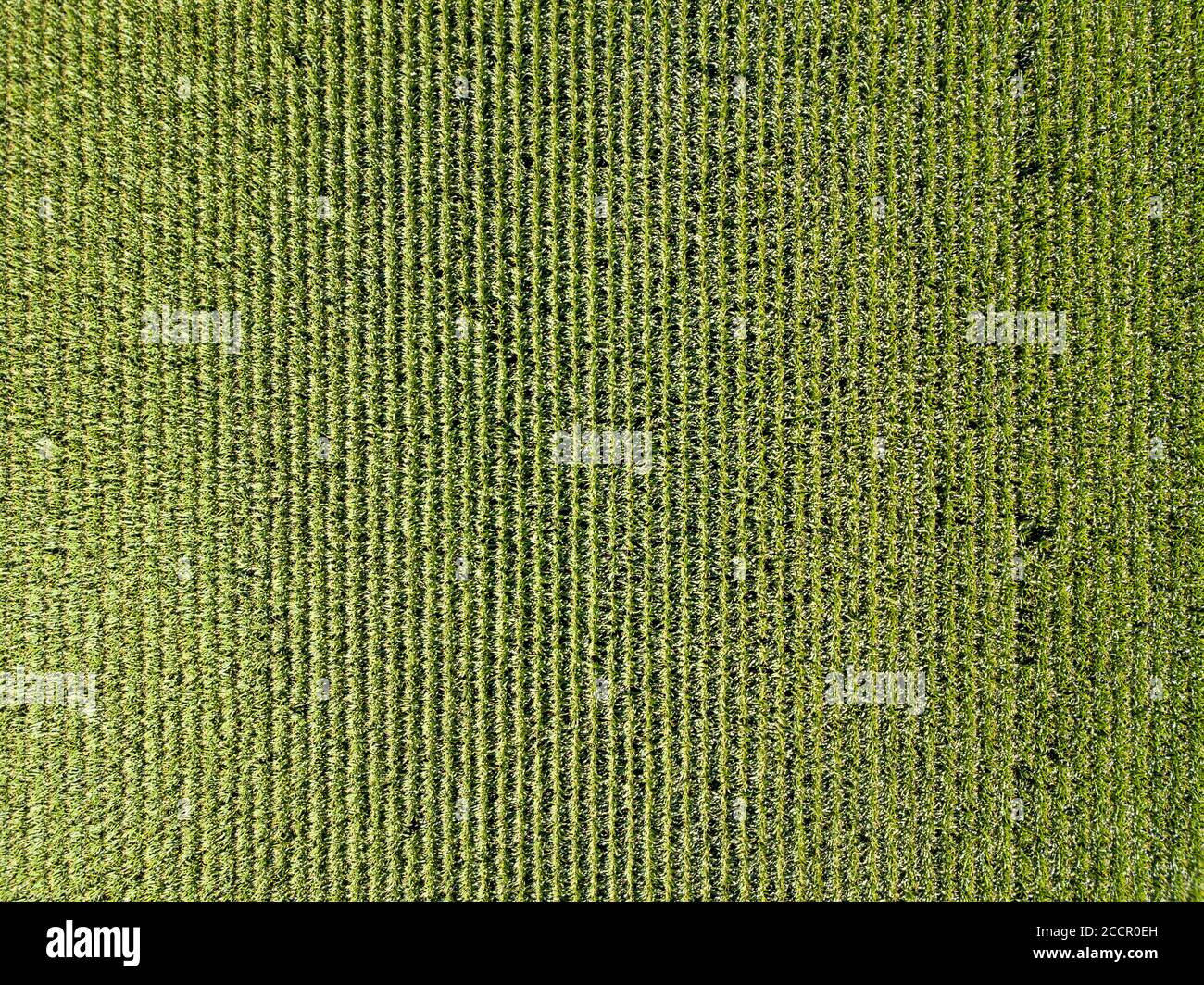 Corn field aerial view Stock Photo - Alamy