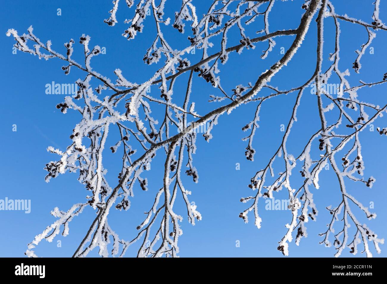 Baum Zweig Stock Trocken Ast Von Ein Baum. Illustration Von Blattlos
