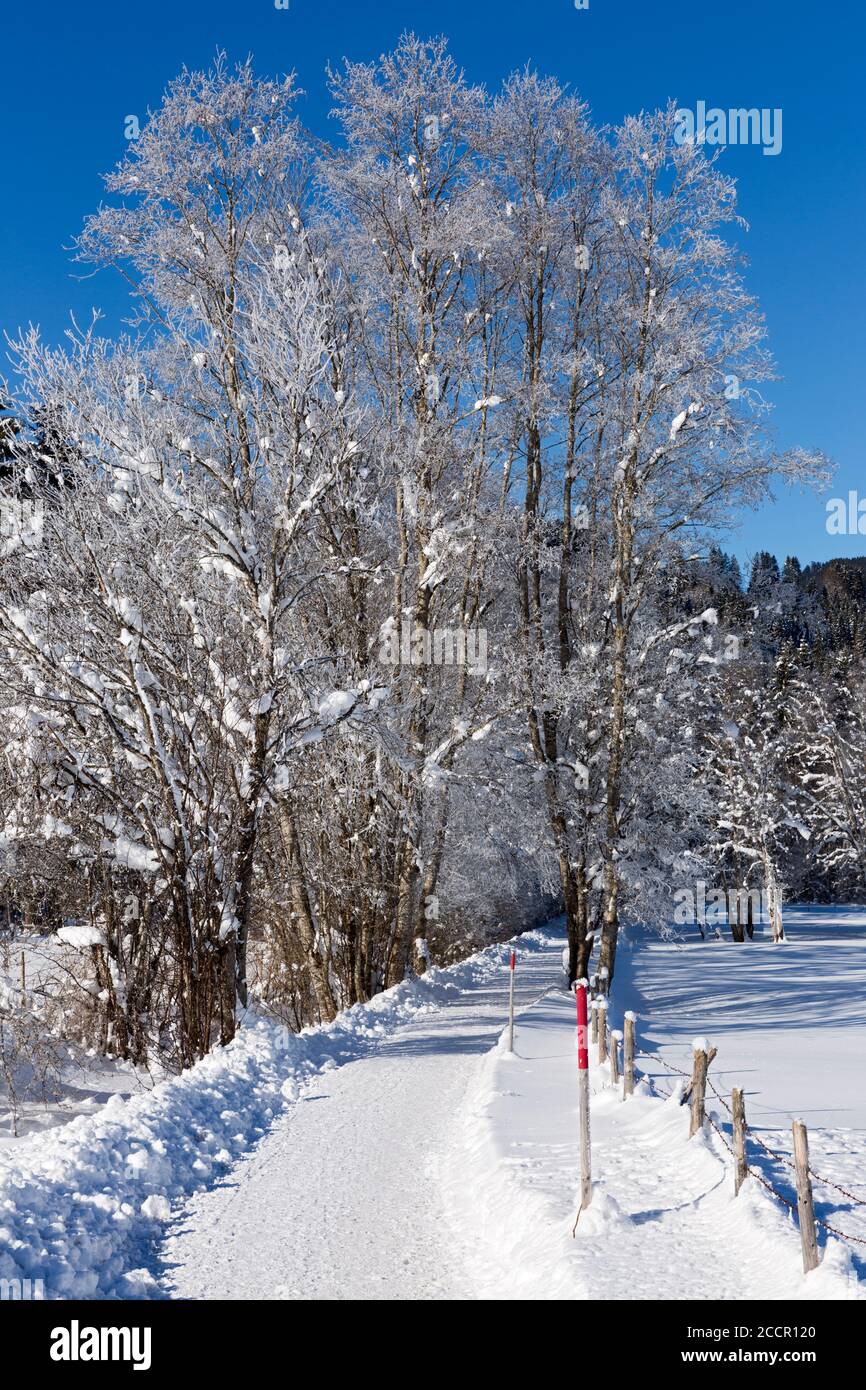 Winterlandschaft, Oberstdorf; Allgaeu Stock Photo - Alamy