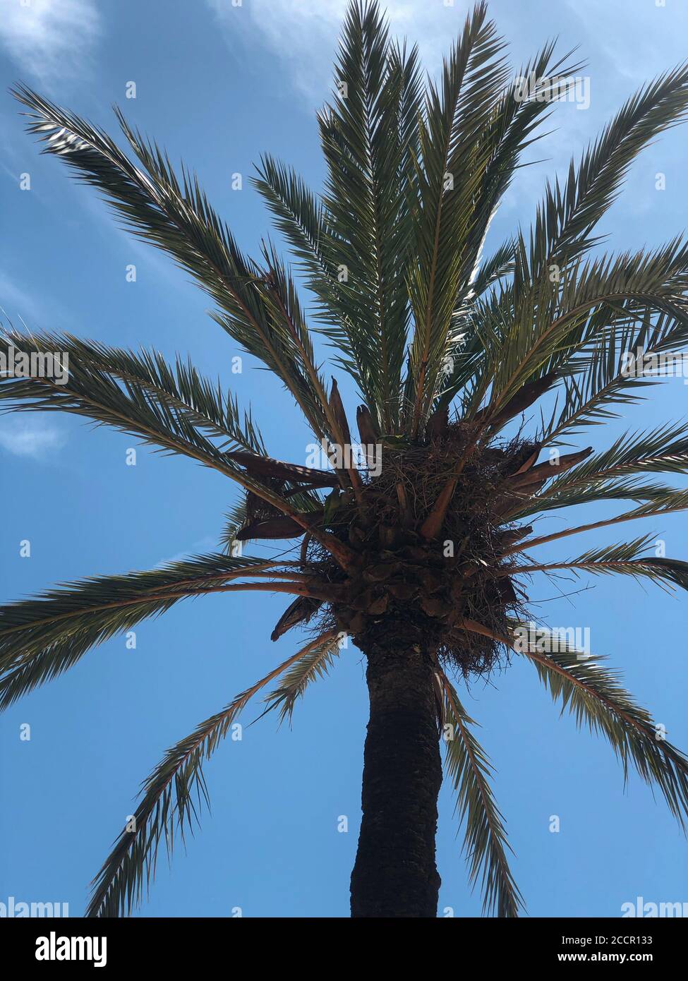 Palm tree in seaside Stock Photo - Alamy