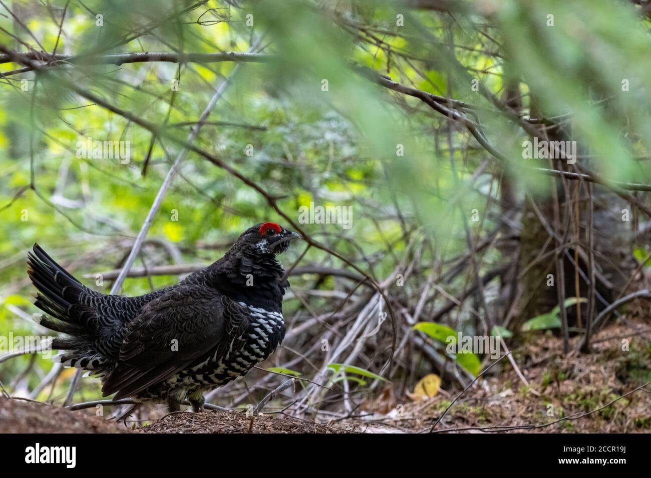 Beautiful male Spruce Grouse holding classic display pose in spruce ...