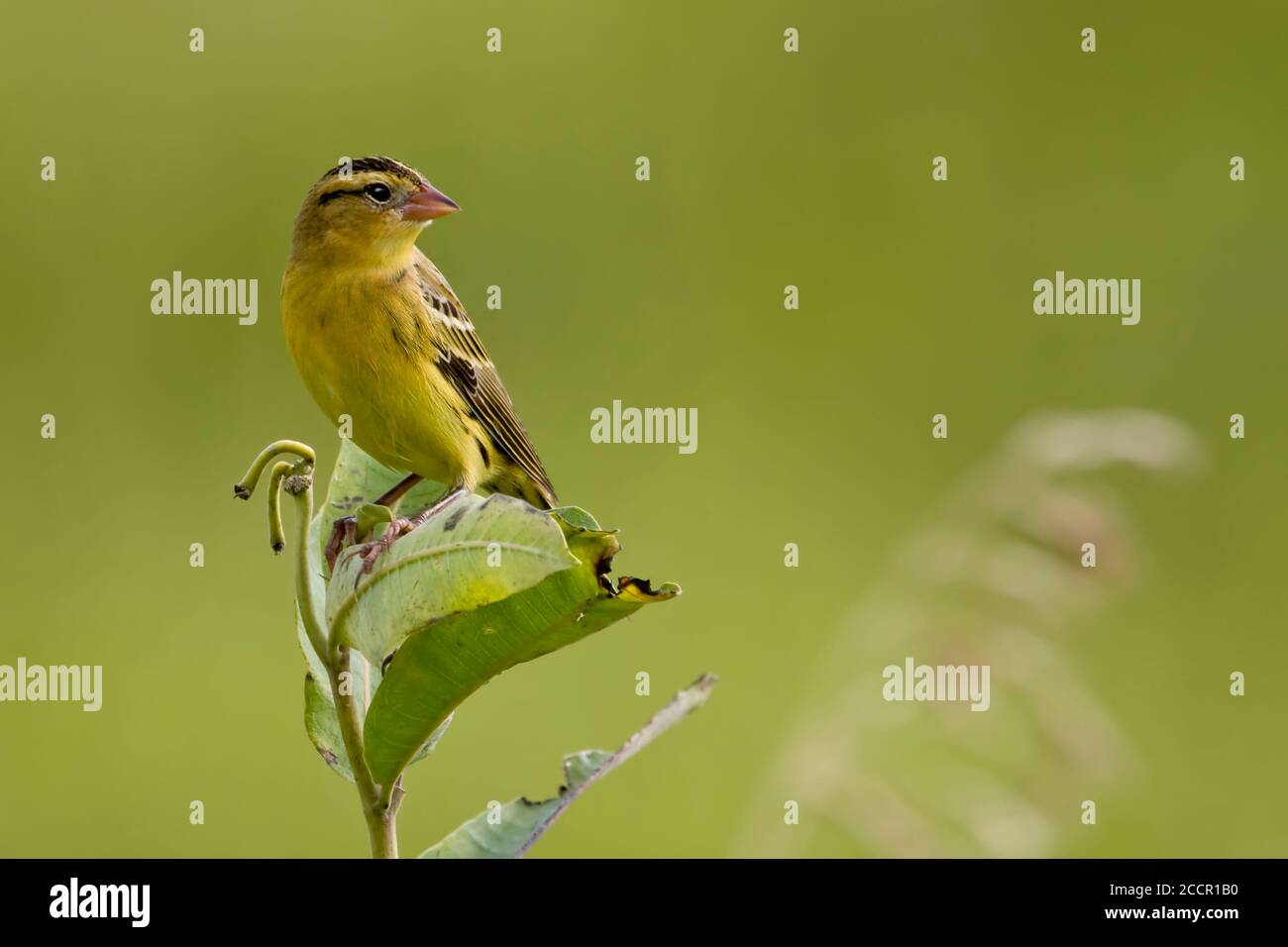 A Female Bobolink, Dolichonyx oryzivorus, perched on leaf Stock Photo ...