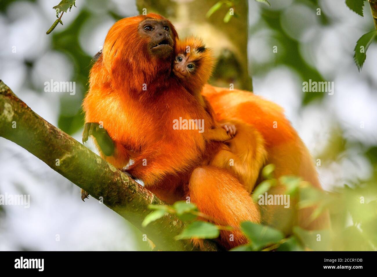 Golden lion tamarins zoo hi-res stock photography and images - Alamy