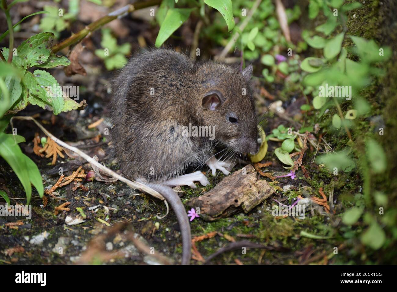 Young rat hi-res stock photography and images - Alamy