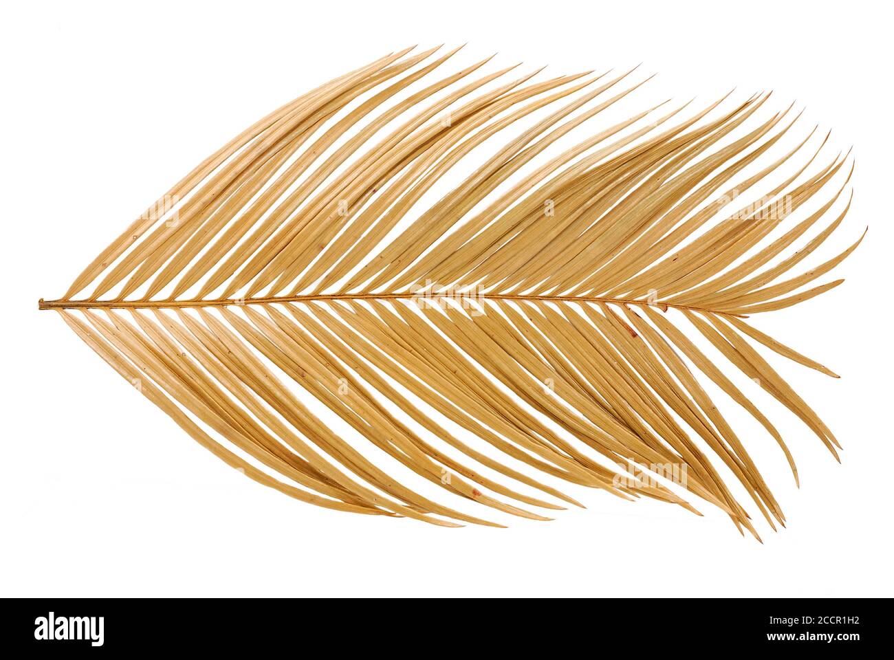 Tropical dry palm leaf isolated on white background Stock Photo - Alamy