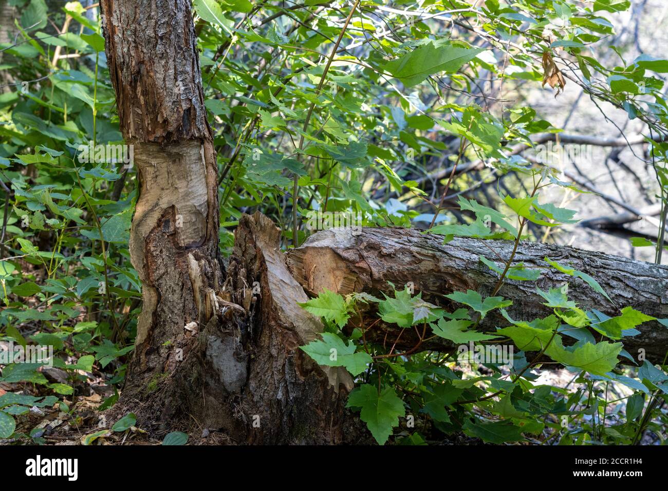 Beaver damaged tree in Canadian wilderness Stock Photo - Alamy