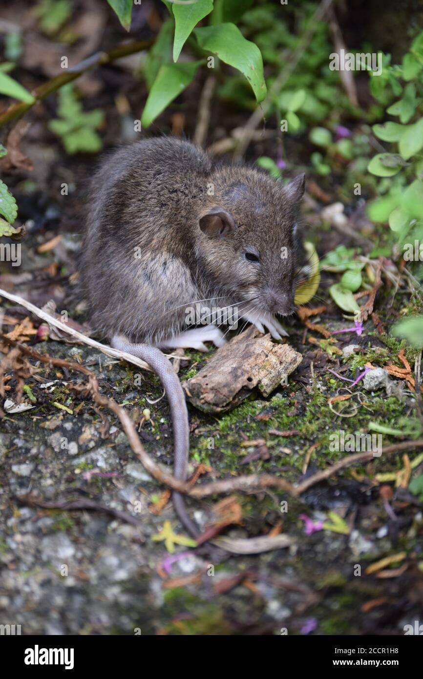 Young rat hi-res stock photography and images - Alamy