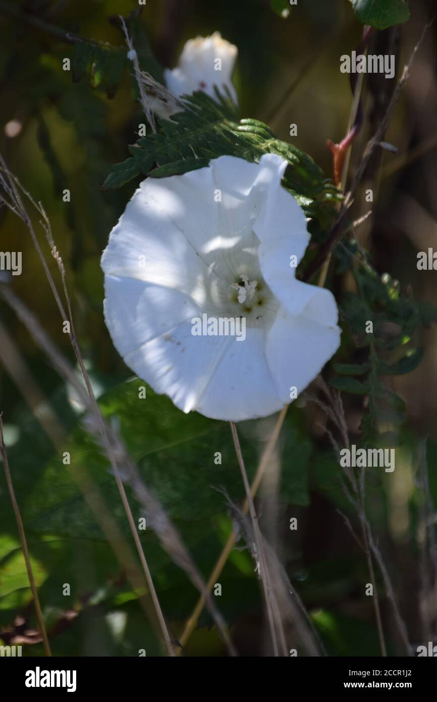 Sun dappled bindweed flower hi-res stock photography and images - Alamy