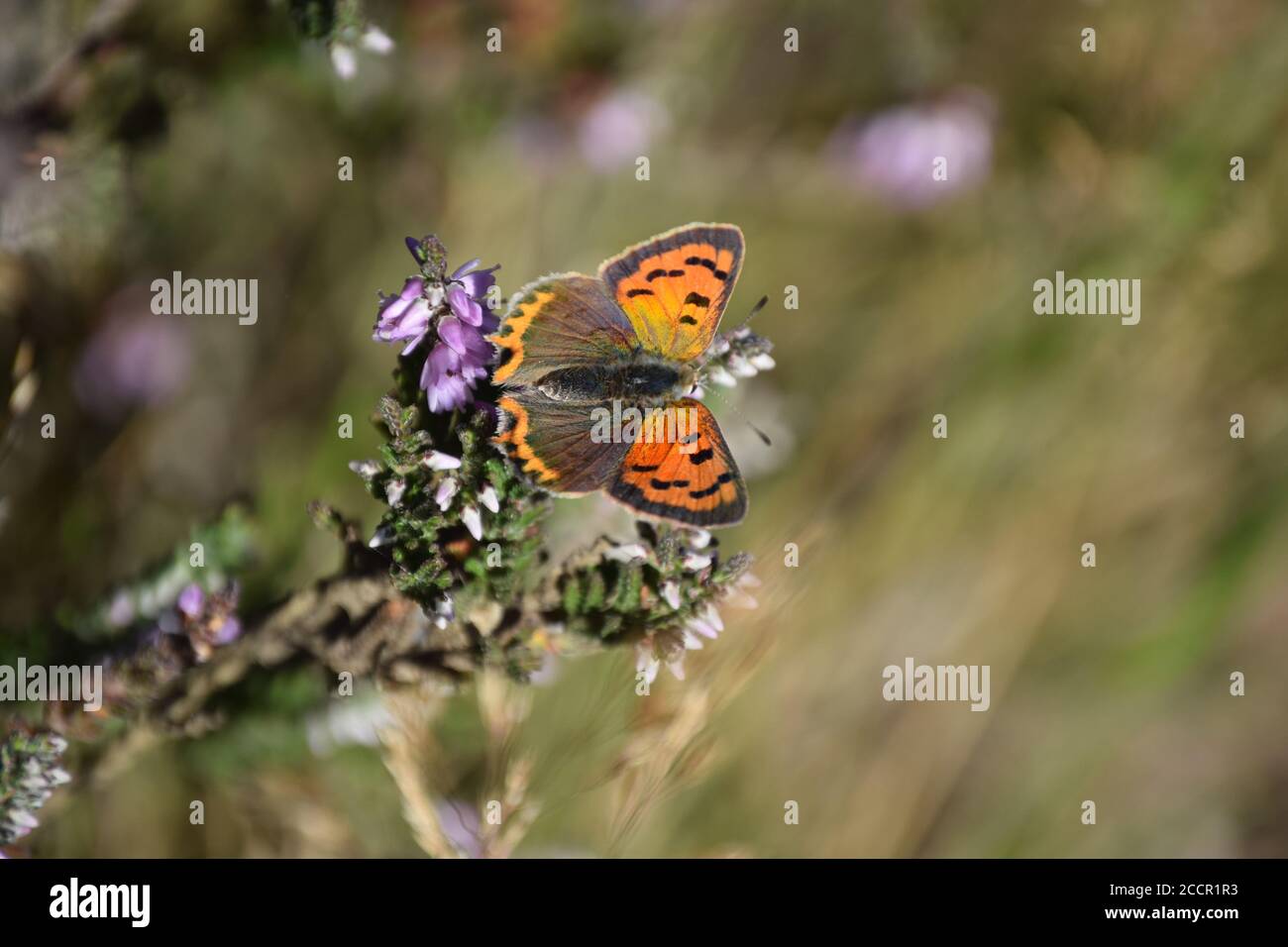 Heather small hi-res stock photography and images - Alamy